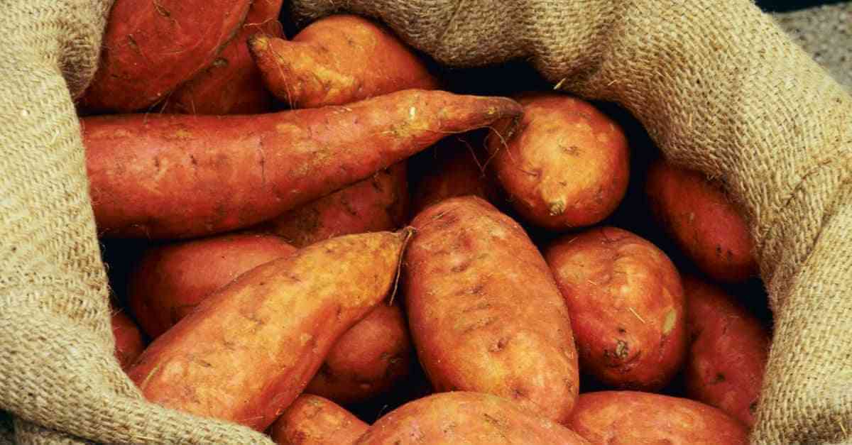 Aprenda lo maravilloso que es este tubérculo: el camote