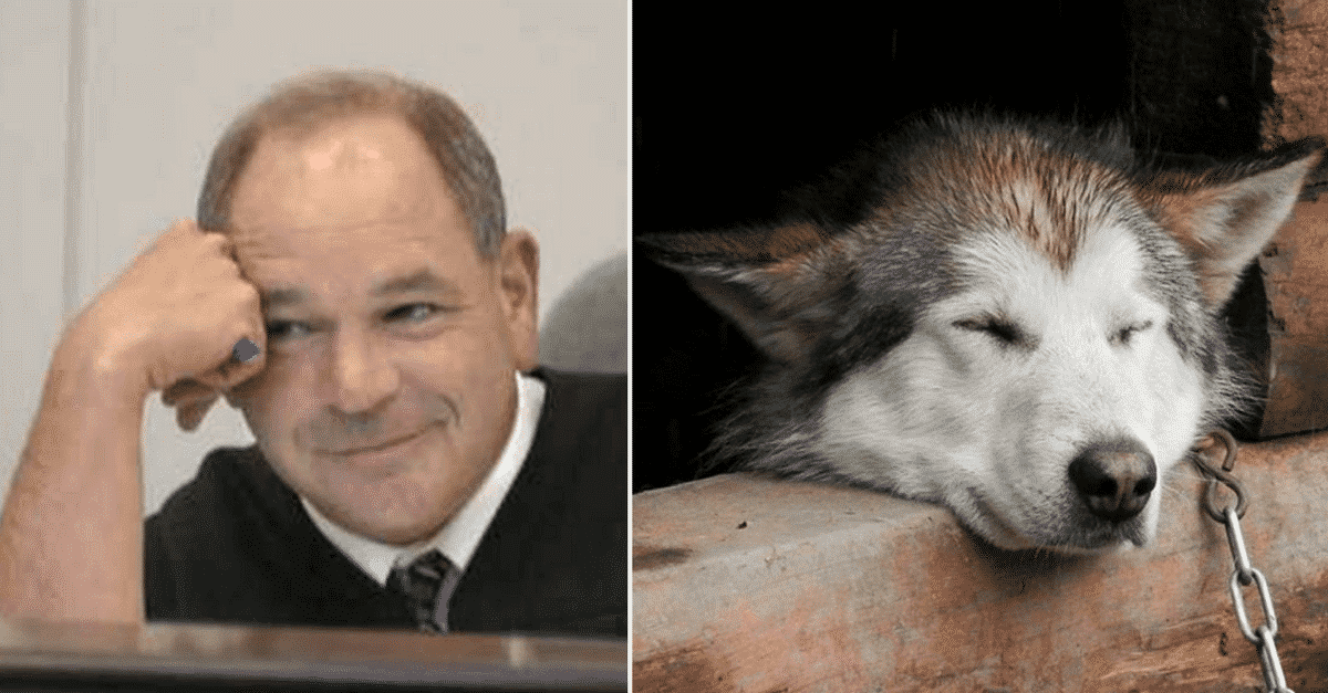 Conozca al juez que da sentencias "creativas" a los abusadores de animales