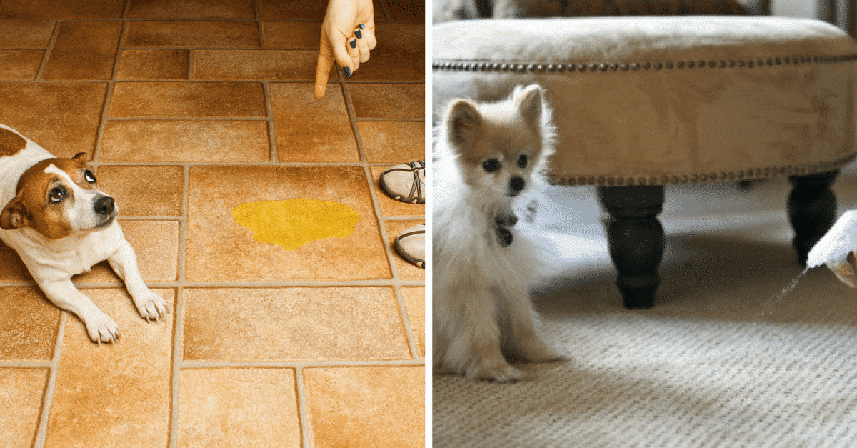 Consejo: ¿cómo eliminar el olor de orines de su perro en casa?