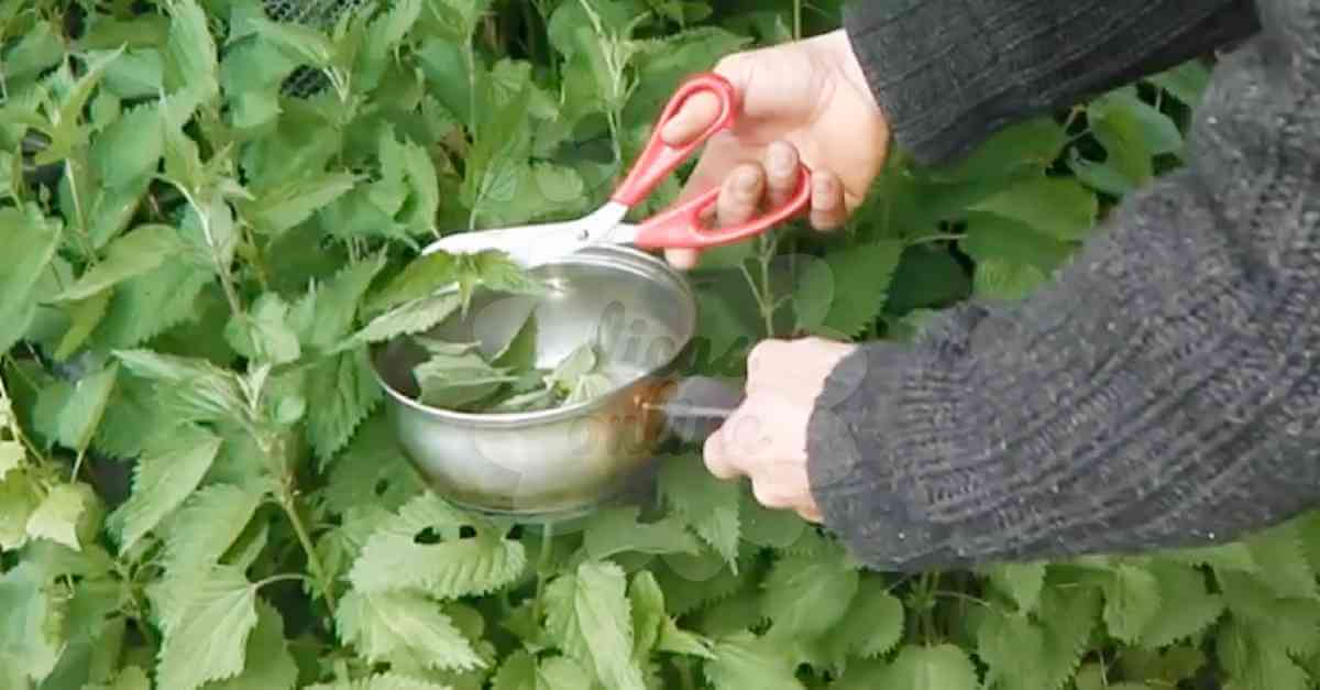 Conozca todos los beneficios del té de ortiga