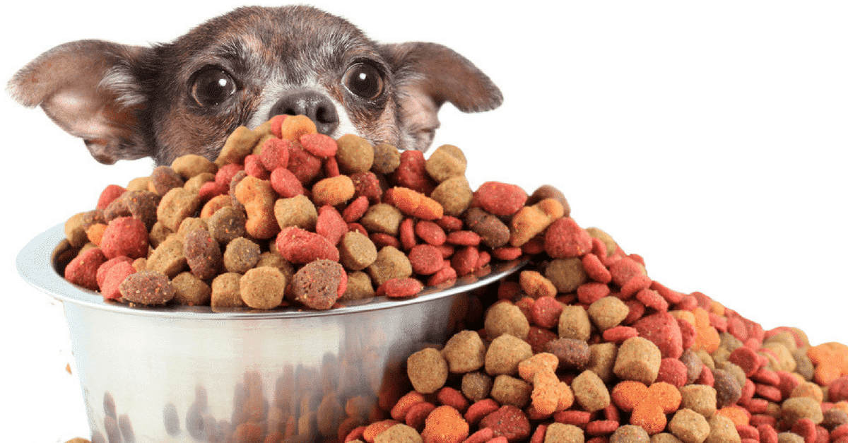 23 cosas que su cachorro puede comer y le van a encantar