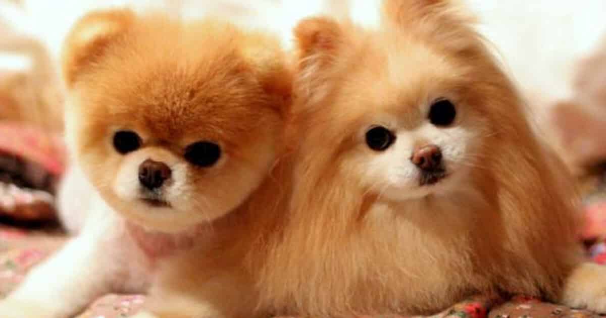 Top: 10 razas de perros más caras del mundo