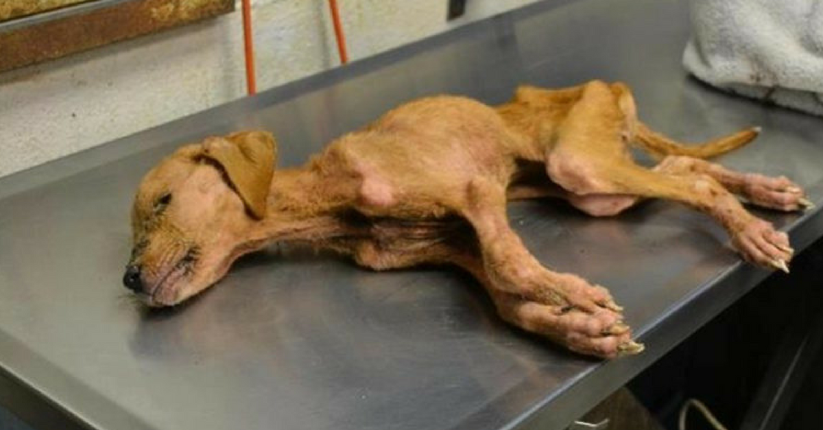 Perrito moribundo es adoptado por un niño con autismo y ocurre un ...