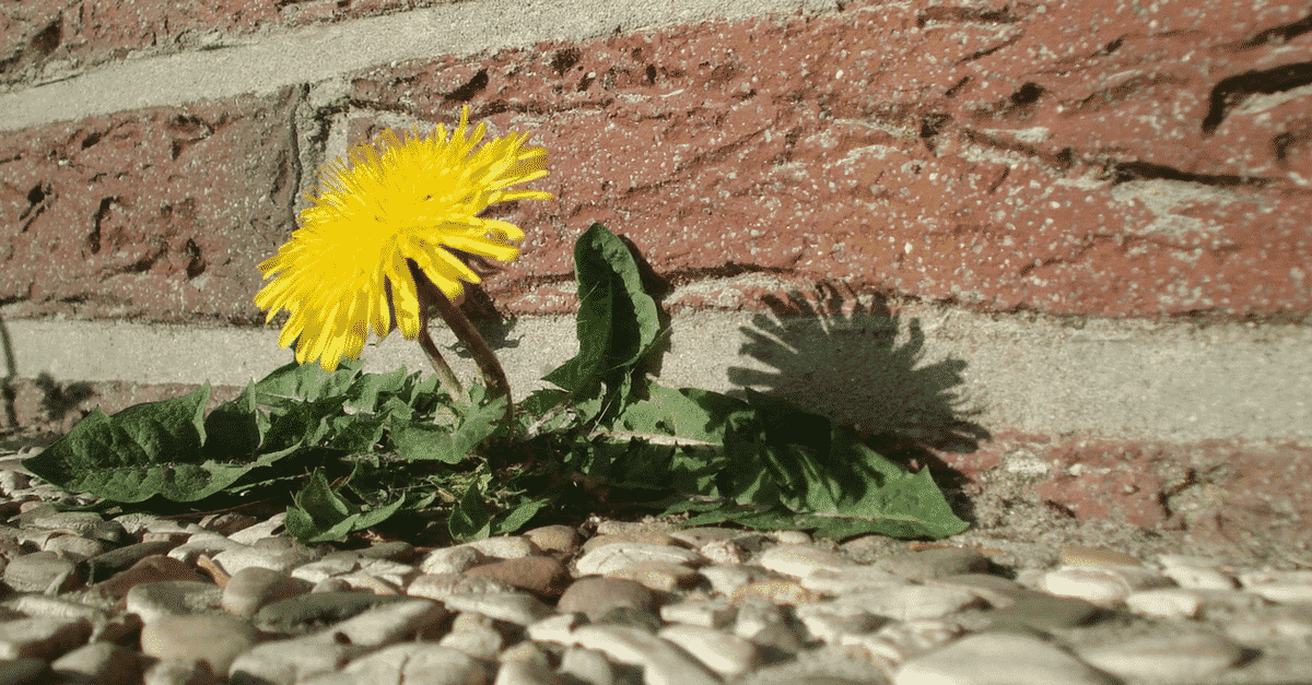 Características medicinales del consumo de diente de león