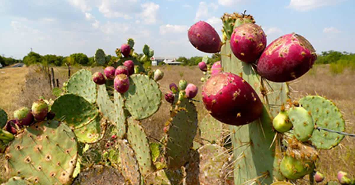Conozca los beneficios del consumo de higo chumbo