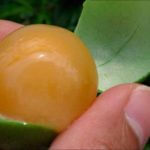 Receta casera para preparar jabón de aloe-vera - e-Consejos