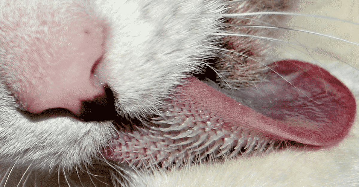 ¿Sabe por qué la lengua de los gatos es áspera?