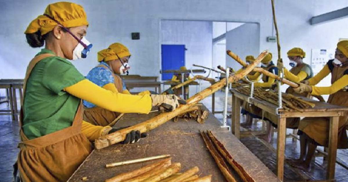 ¿Sabía que la canela que compra puede ser falsa? ¡Conozca 6 diferencias ...