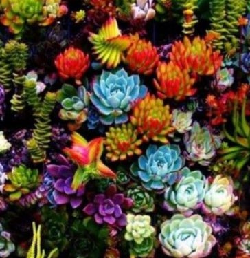 ¿Sabía que al colocar colorante natural en sus flores puede teñirlas de ...