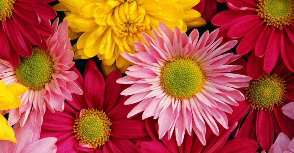 ¿Sabía que al colocar colorante natural en sus flores puede teñirlas de ...