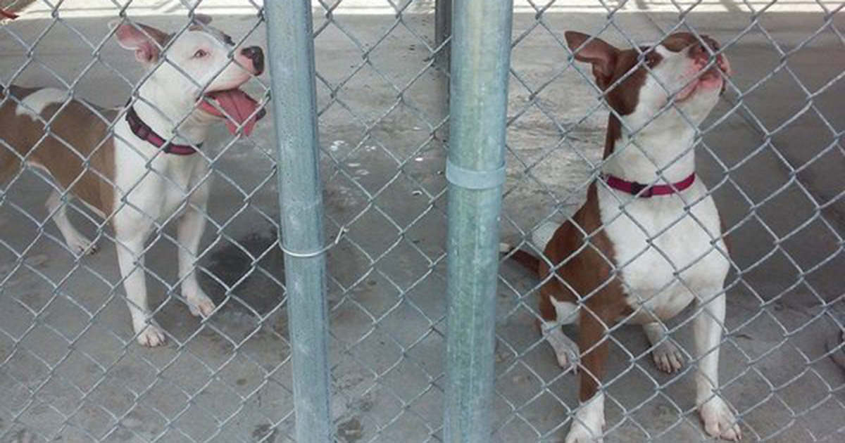 Le roban a su amada perrita y la encuentra después de 7 meses en un ...