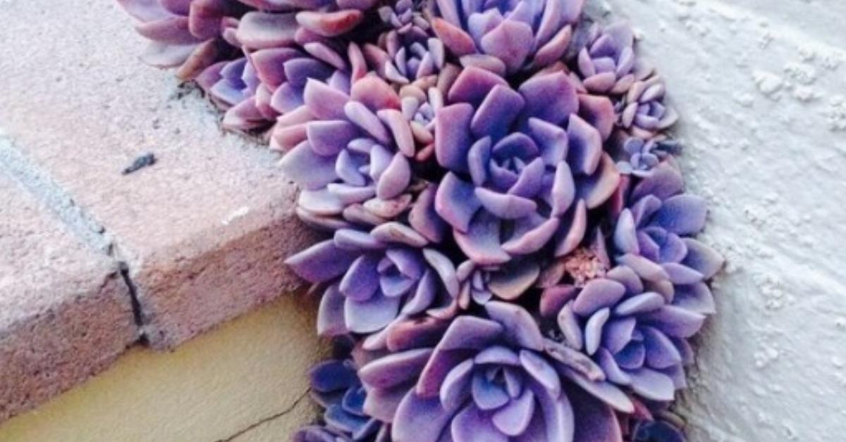 ¿Sabía que al colocar colorante natural en sus flores puede teñirlas de ...