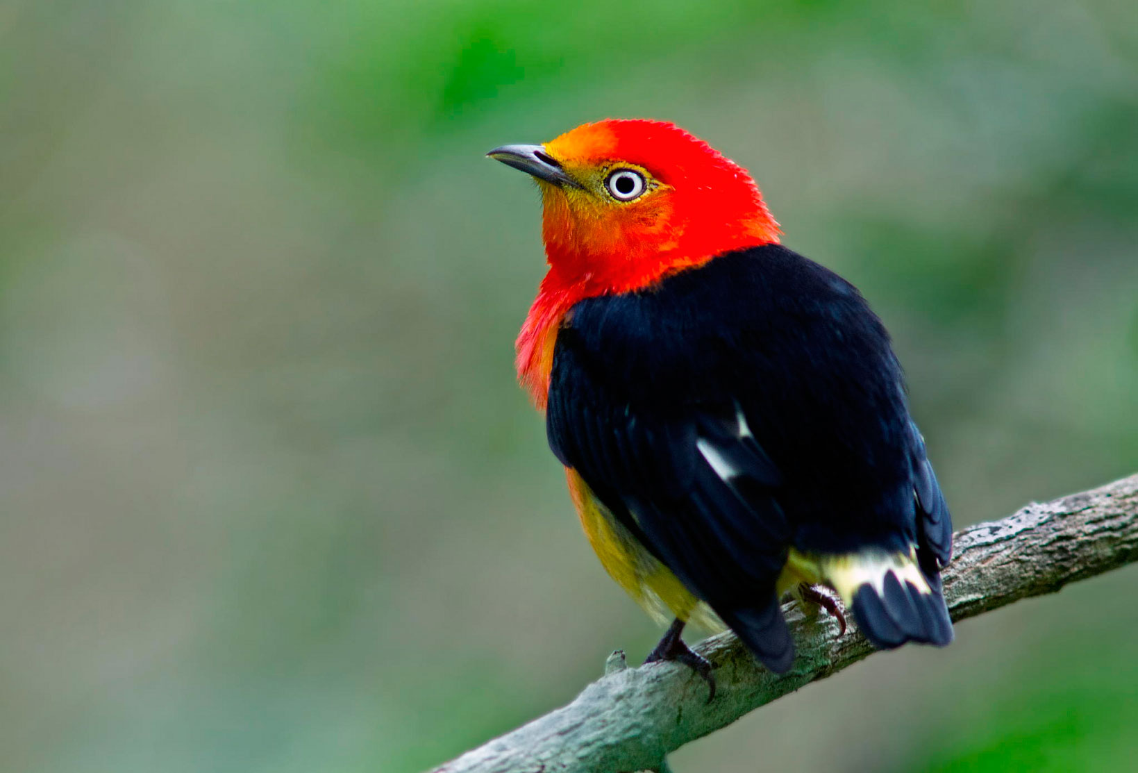 Las 10 aves exóticas más hermosas del mundo