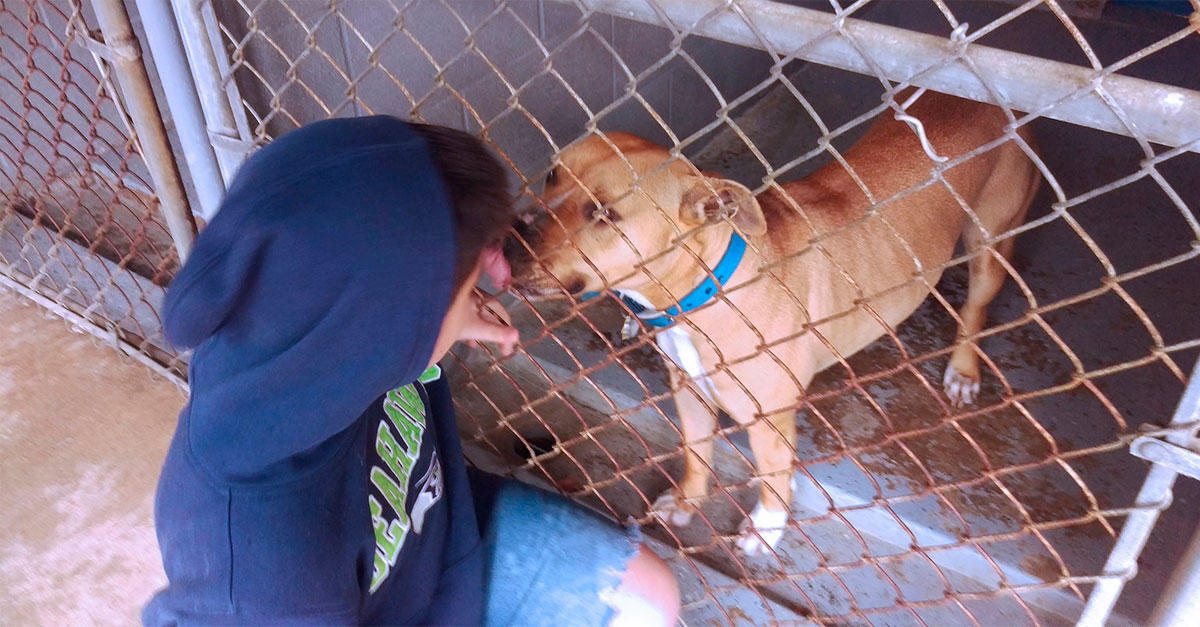 Hank: el perro que ha desatado una batalla legal al ser condenado a ...