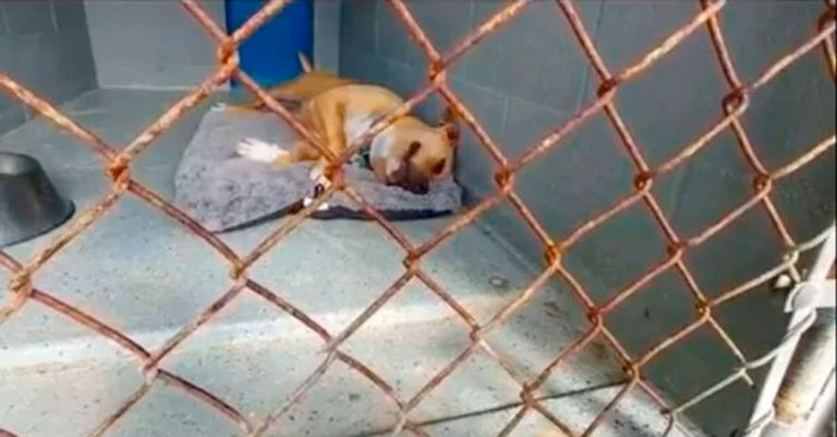 Hank: el perro que ha desatado una batalla legal al ser condenado a ...