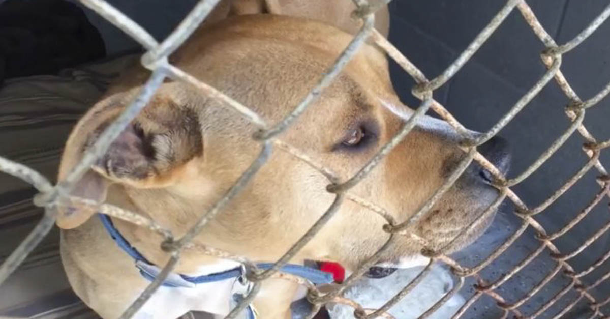 Hank: el perro que ha desatado una batalla legal al ser condenado a ...