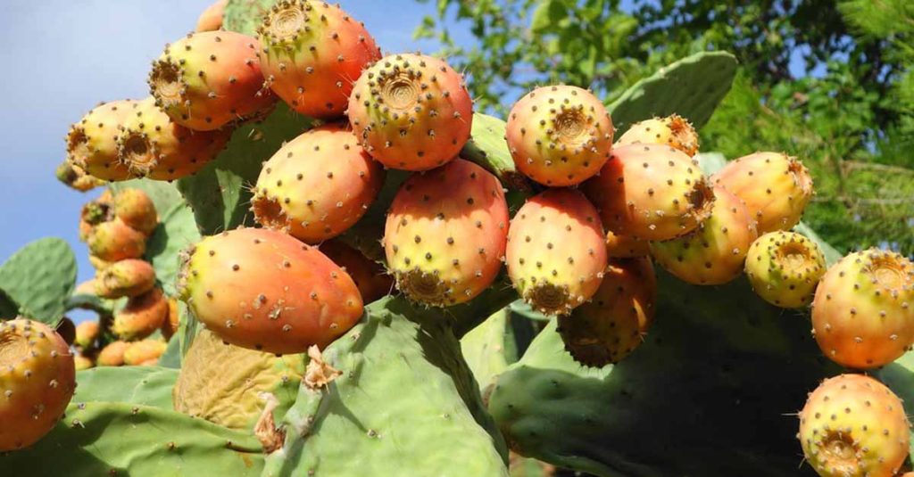 Aceite de higo chumbo: propiedades y usos