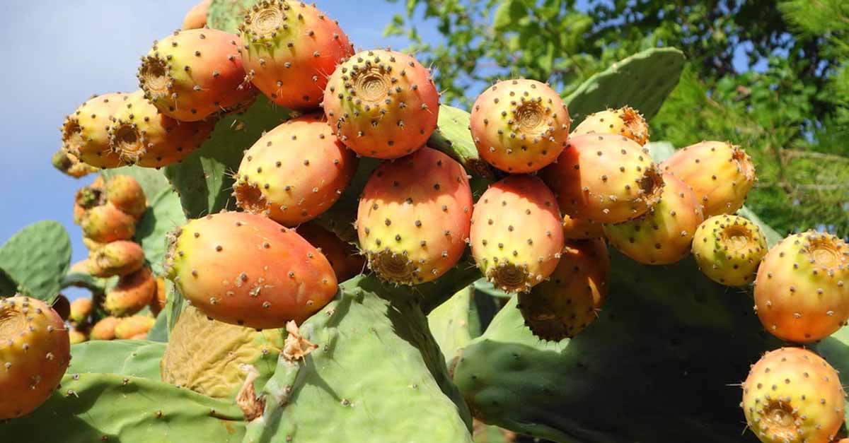 Aceite de higo chumbo: propiedades y usos