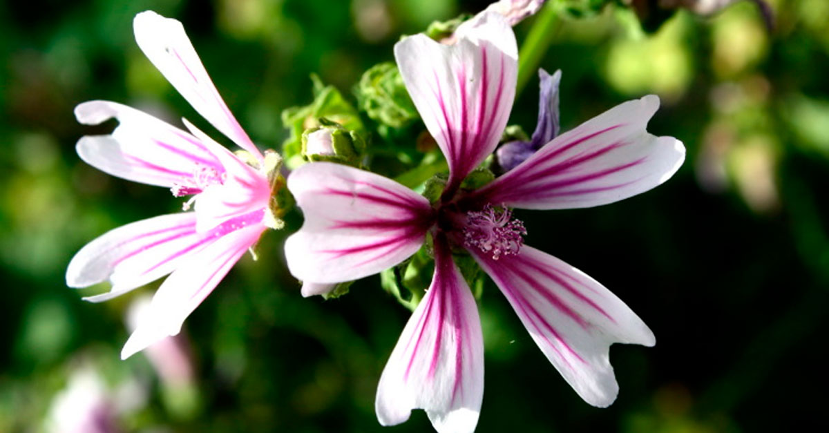 La malva: descubra sus propiedades y cultívela en casa