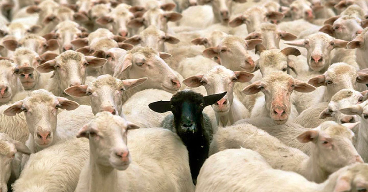 ¿Es usted la oveja negra de la familia? Pues puede resultar ser el más ...