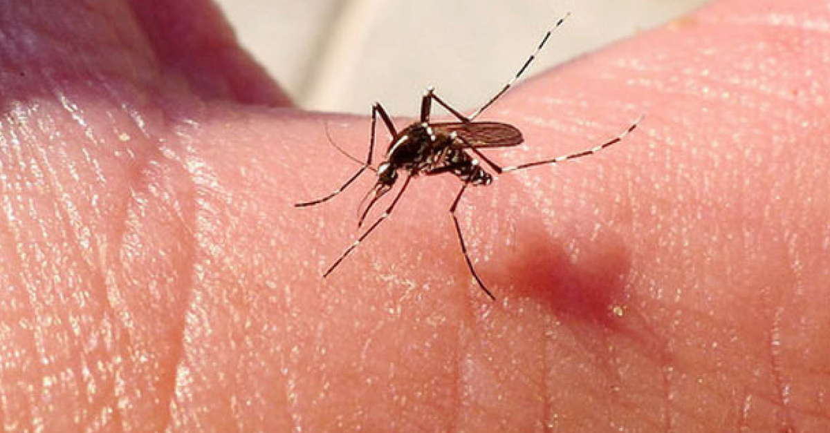 Picaduras de mosquitos: remedios caseros