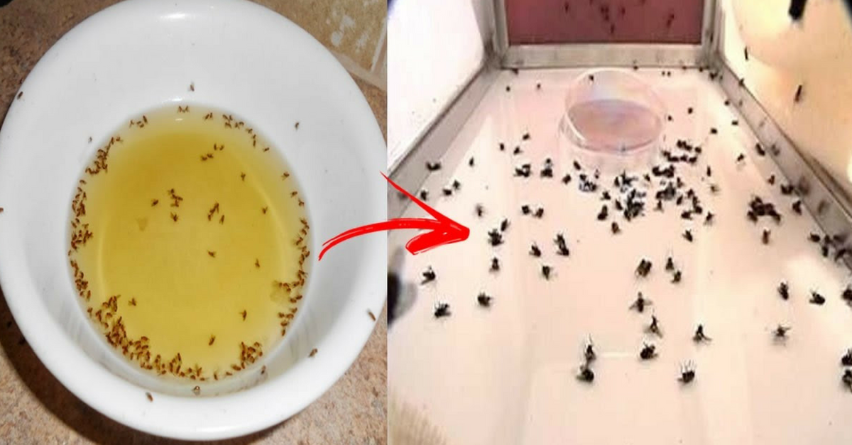 Matar mosquitos: 6 trucos caseros