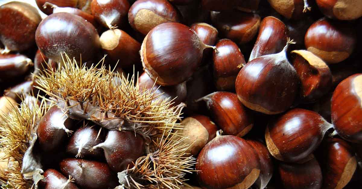 Conservar castañas: 4 métodos para todo el año