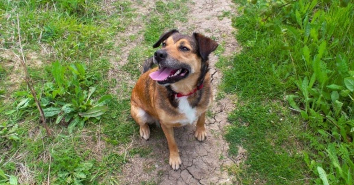 Cosas curiosas de los perros sin raza