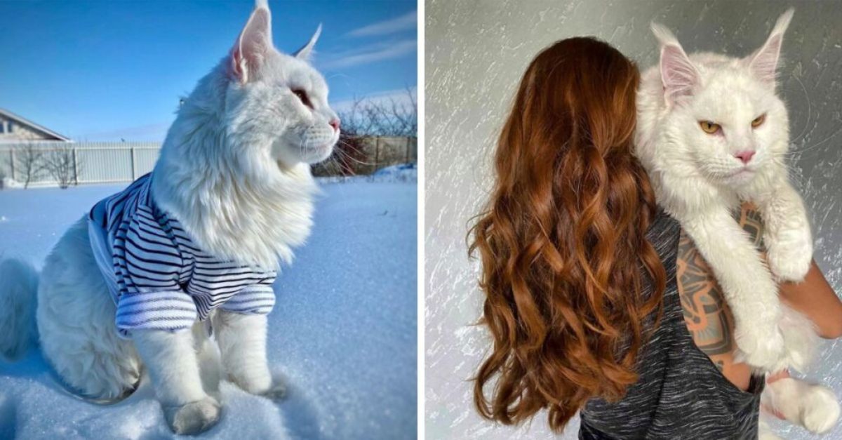 El tamaño de este gato Maine Coon es impresionante