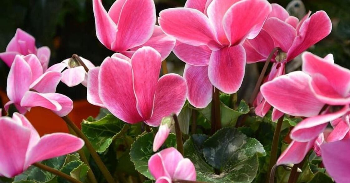 5 Plantas de color rosa para adornar tu casa y darle vida