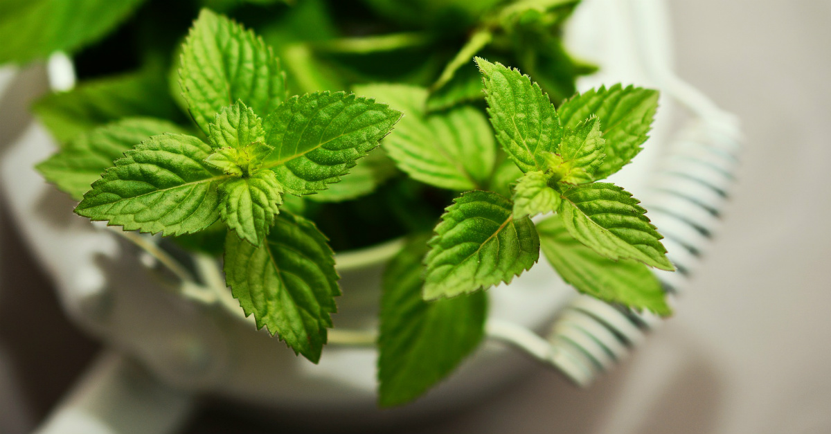 3 Plantas medicinales para combatir la gripe