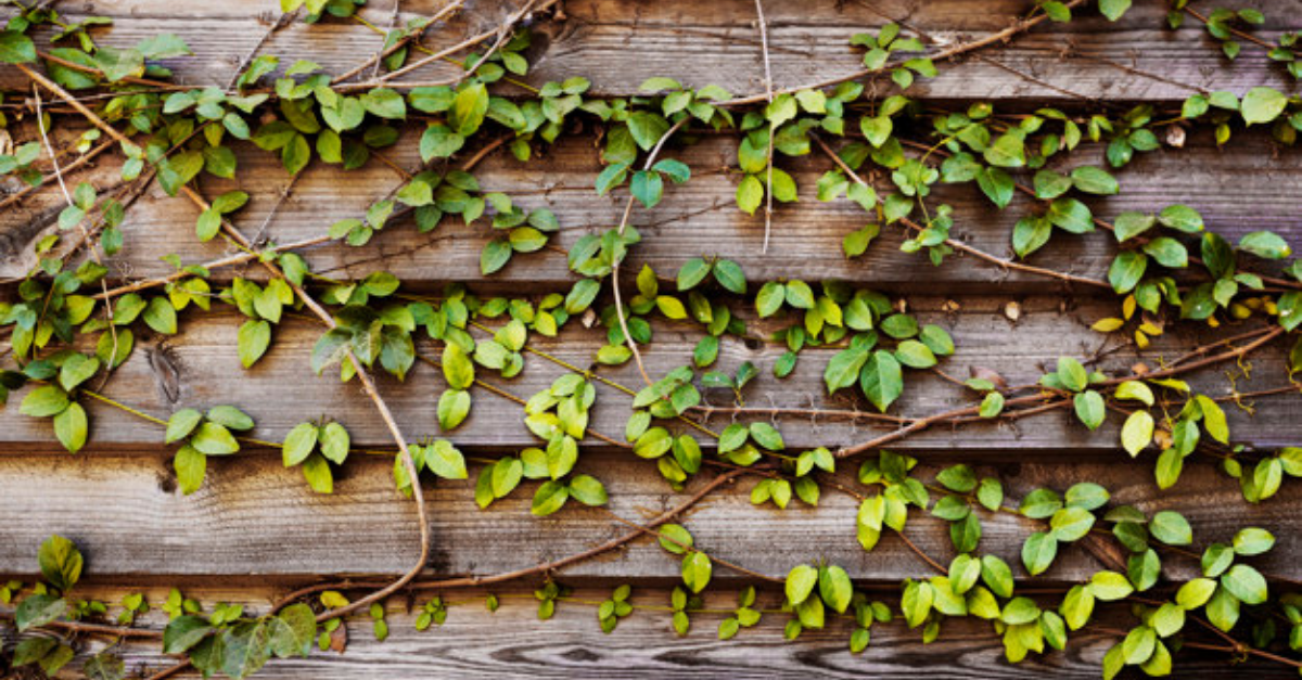 5 Plantas trepadoras para adornar tu hogar