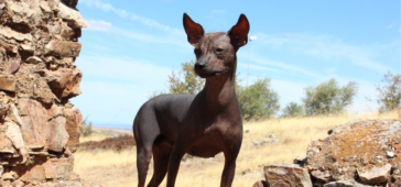 5 Razas de perros sin pelo