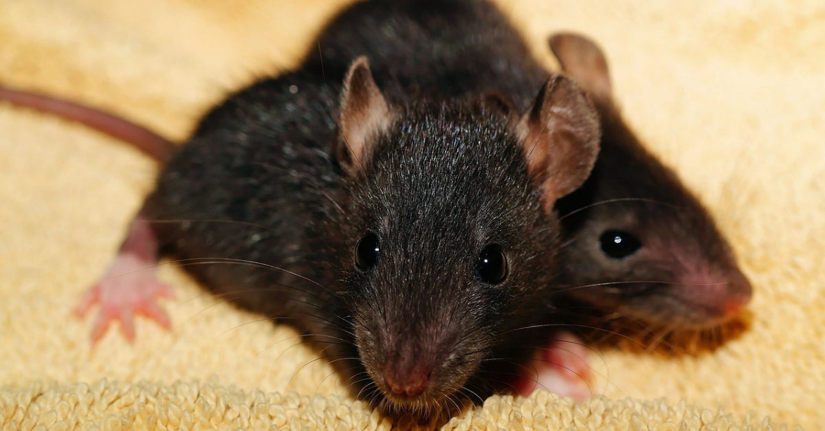 Cómo acabar con las ratas en casa