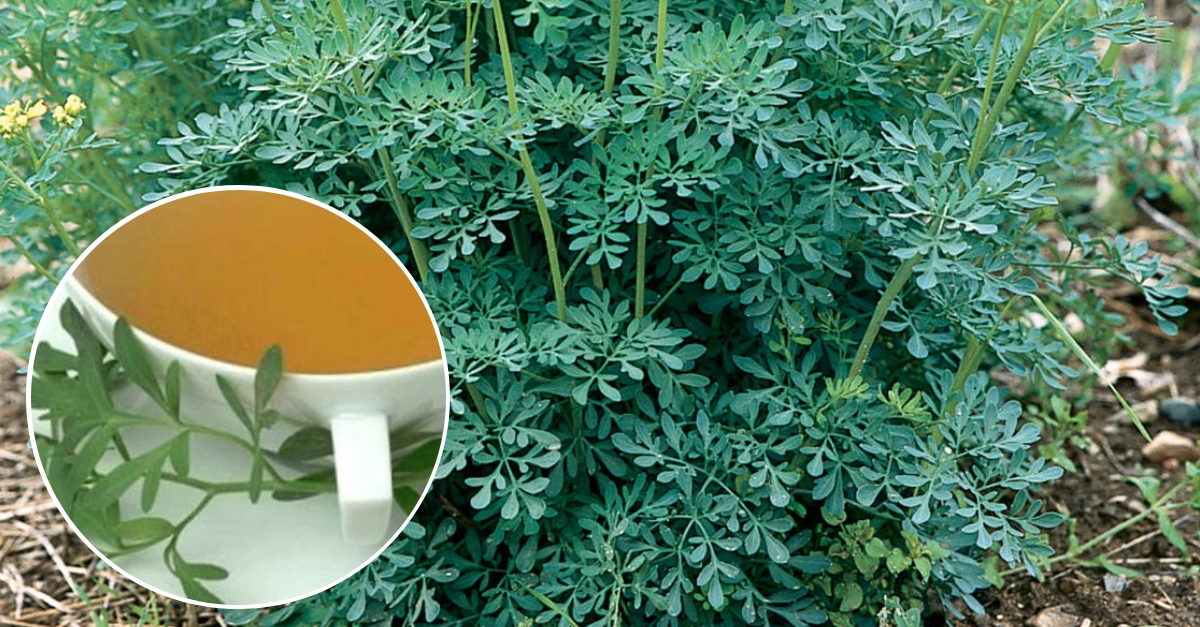 Beneficios de la ruda