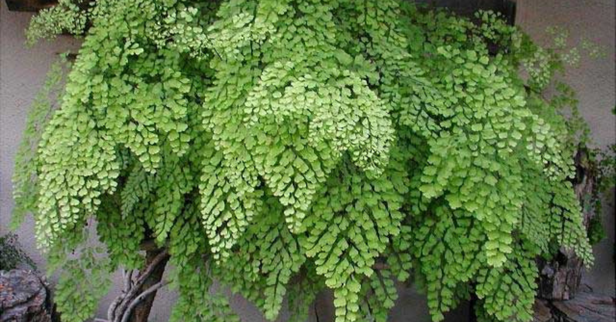 Culantrillo de pozo: conoce cómo cuidar de este hermoso helecho
