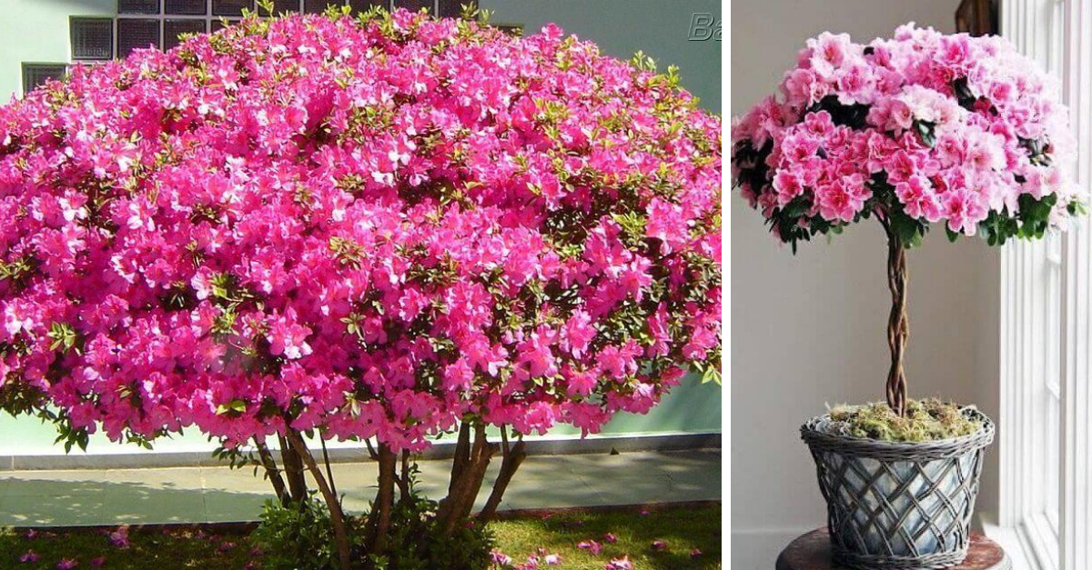 Flor azalea: aprende a cultivarla para tener un invierno florido
