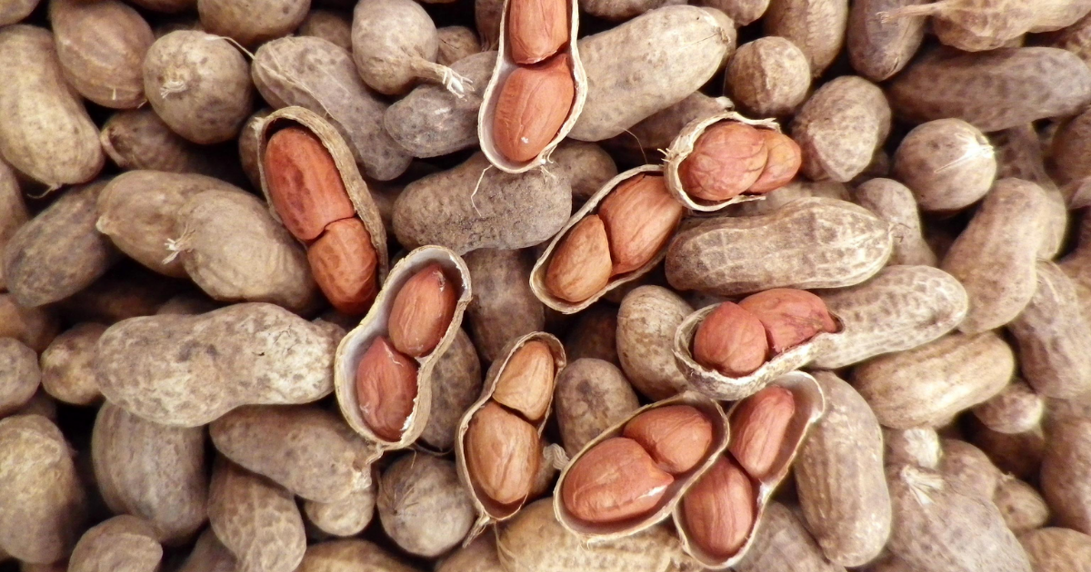 Delicioso y sano maní: ¿Conoce usted todos los beneficios que trae a su ...