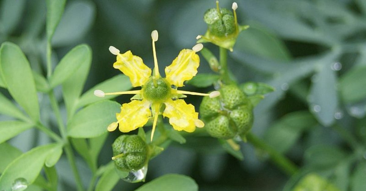 Beneficios de la ruda