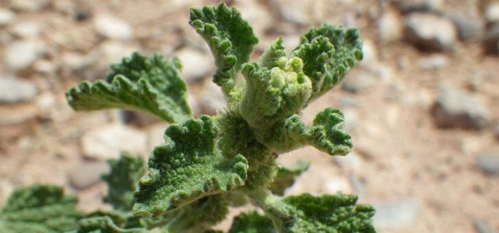 Marrubio: 10 beneficios de esta potente planta medicinal