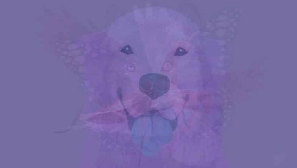 Test de personalidad - animales