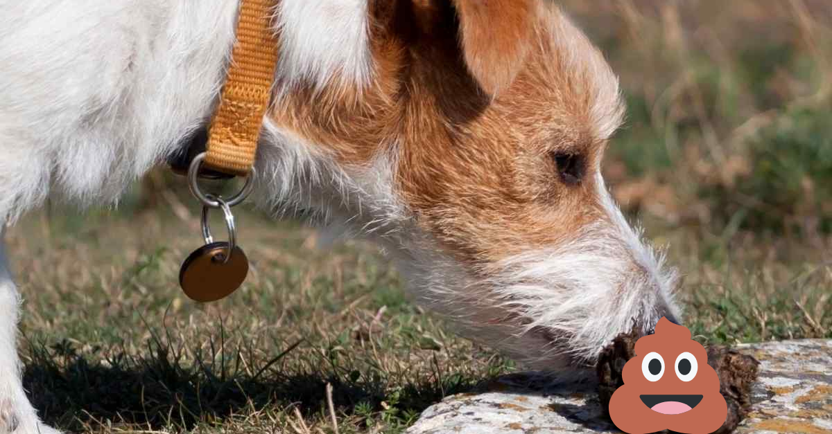 Coprofagia: ¿Tiene algún problema un perro que come heces?