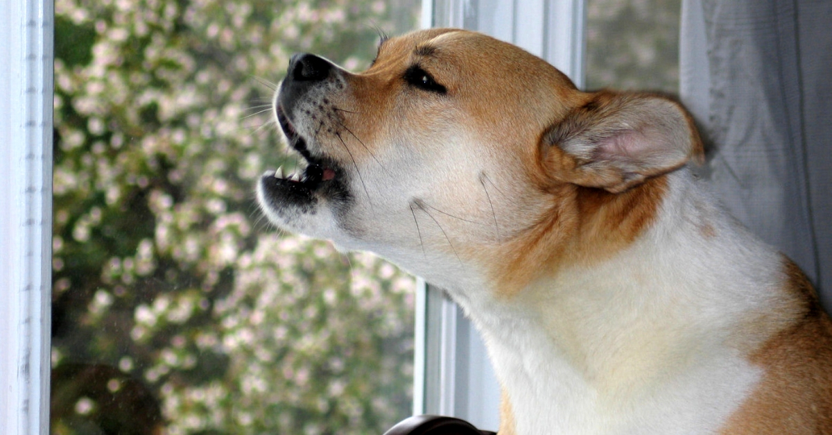 ¿Qué hacer cuando un perro ladra mucho?