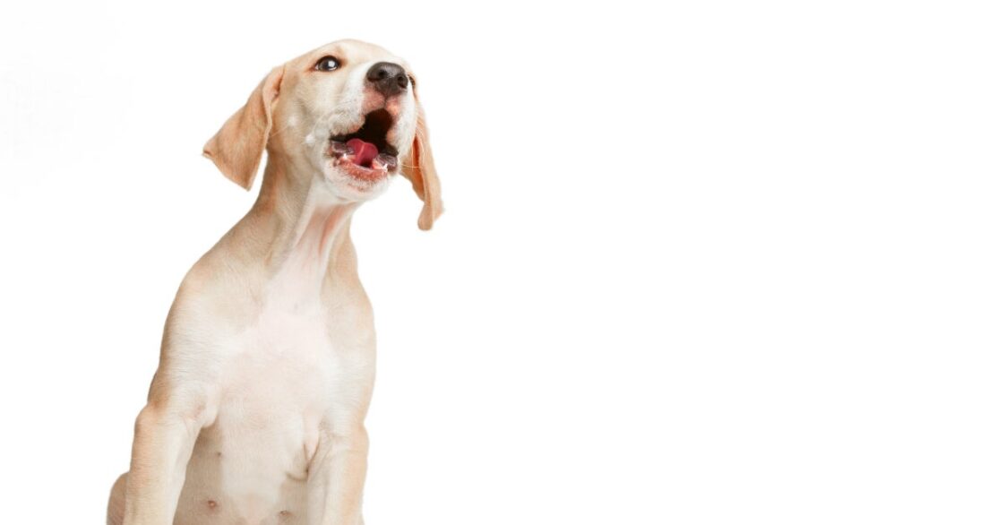 ¿Qué hacer cuando un perro ladra mucho? ¿Qué hacer cuando un perro ladra mucho?
