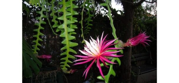 8 Tipos de cactus y suculentas colgantes para decorar tu casa