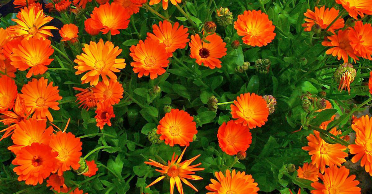 Caléndula: qué es, propiedades y cómo usarla