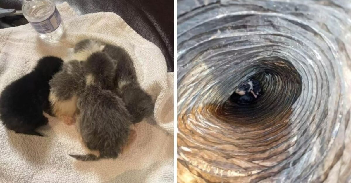 Oyeron gritos en un remolque y salvaron una camada