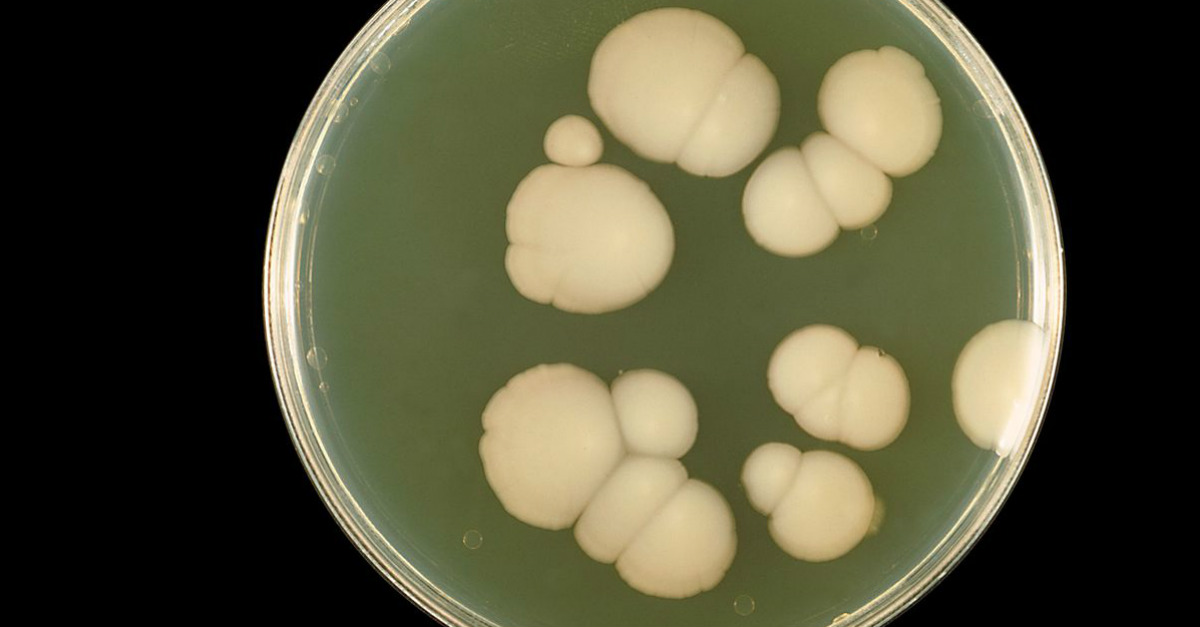 Candida auris: la infección mortal que debes conocer