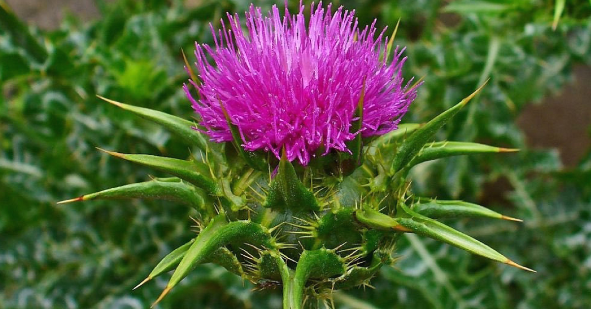 5 Contraindicaciones del cardo mariano a tener en cuenta
