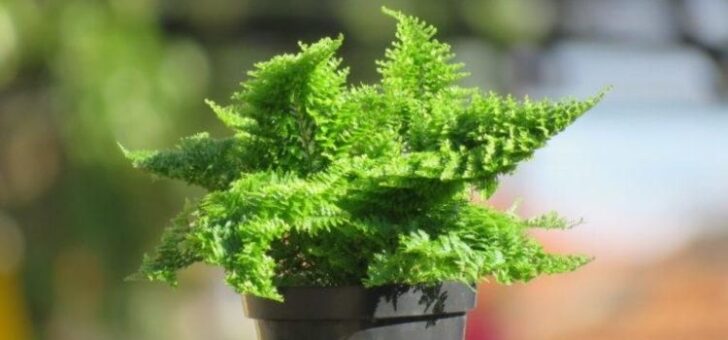 Helecho hawaiano: aprende a cultivar esta planta en la versión mini